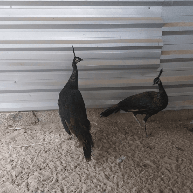 Pavão Verde Java - Aves Puras E De Qualidade